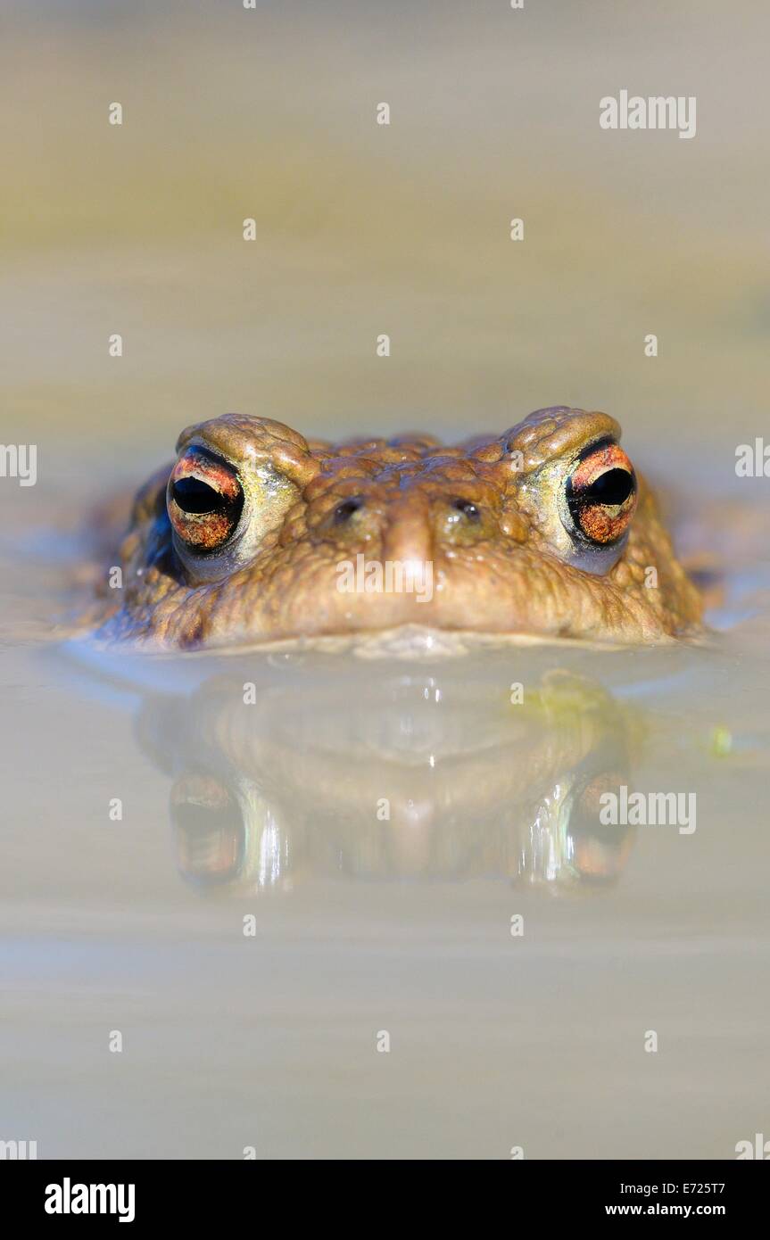 Common toad in water Stock Photo - Alamy