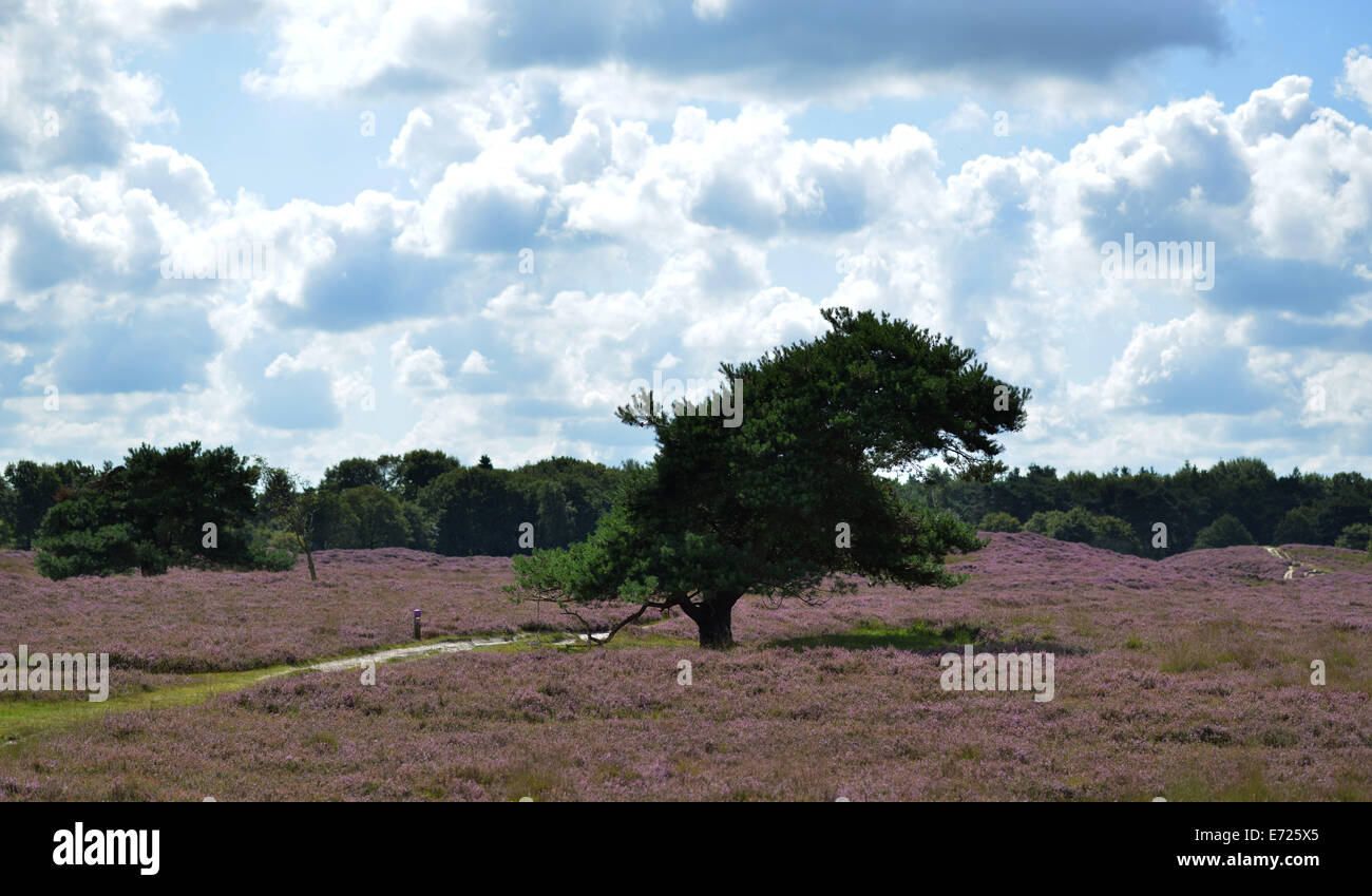 The landscape in the province Drenthe is a patchwork of heath, moor and ...