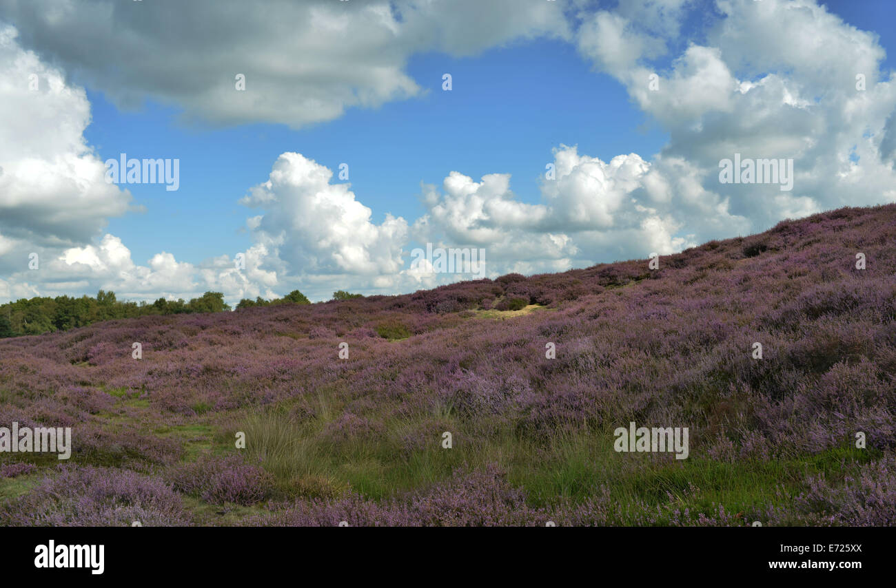 The landscape in the province Drenthe is a patchwork of heath, moor and ...