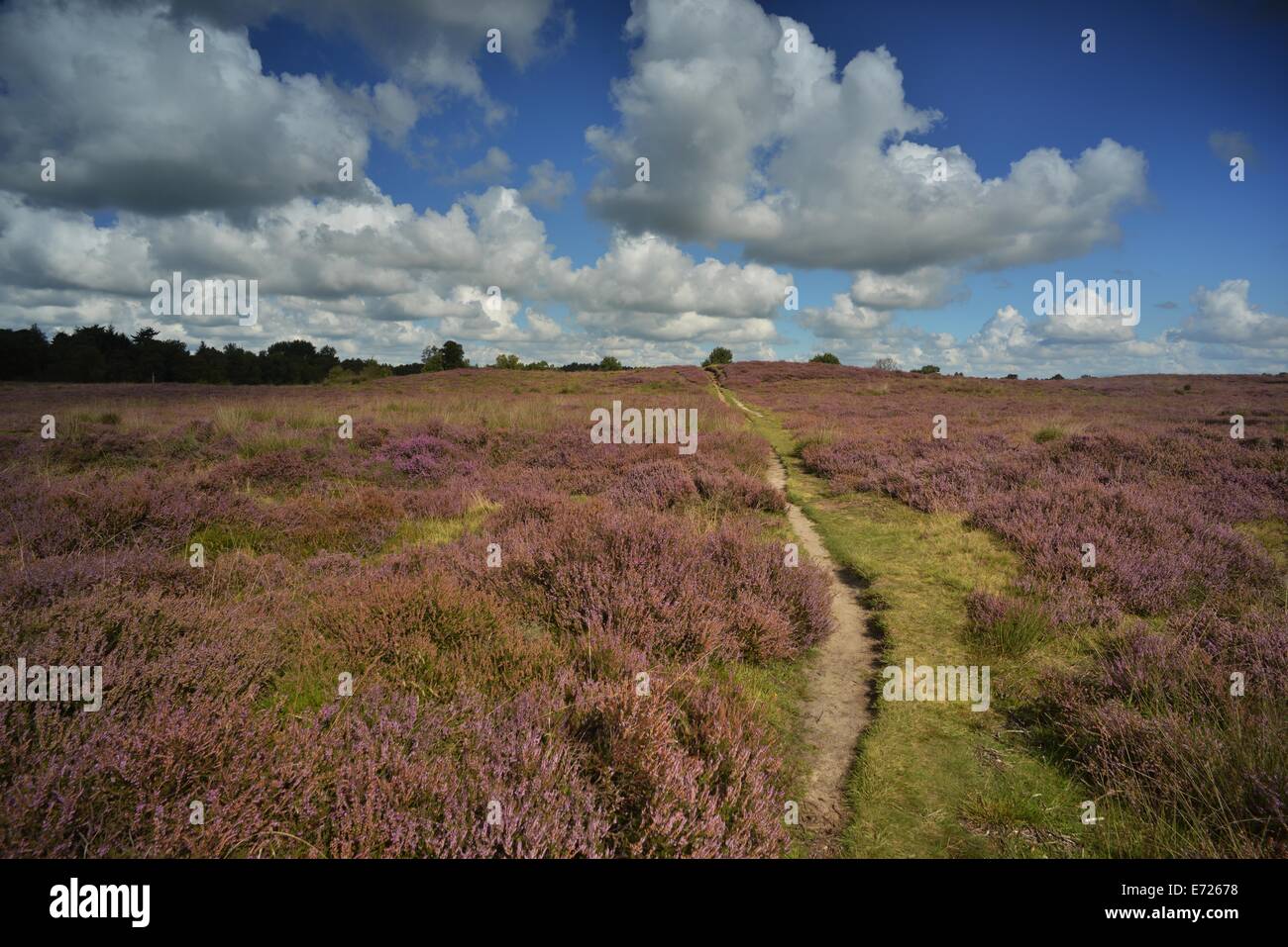 The landscape in the province Drenthe is a patchwork of heath, moor and ...