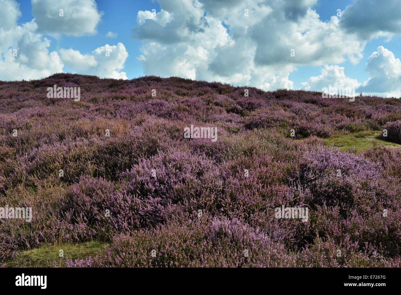 The landscape in the province Drenthe is a patchwork of heath, moor and ...