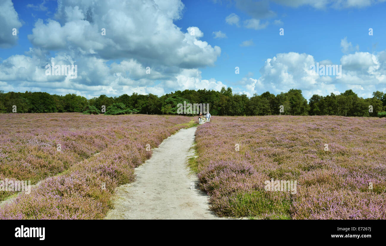 The landscape in the province Drenthe is a patchwork of heath, moor and ...