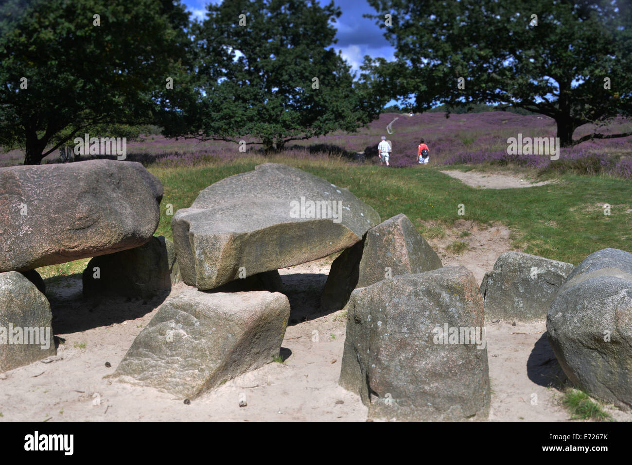 The landscape in the province Drenthe is a patchwork of heath, moor and ...