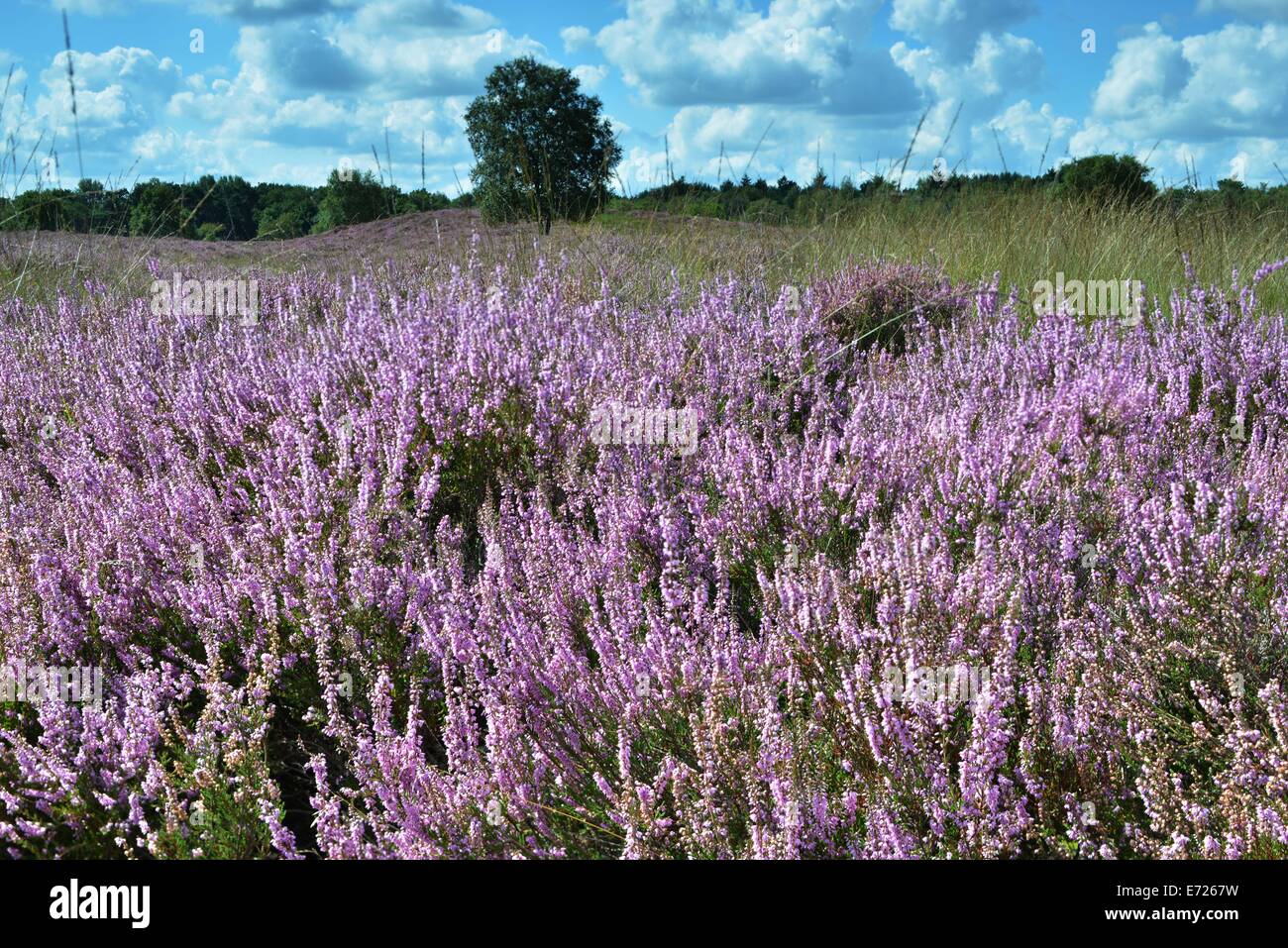 The landscape in the province Drenthe is a patchwork of heath, moor and ...