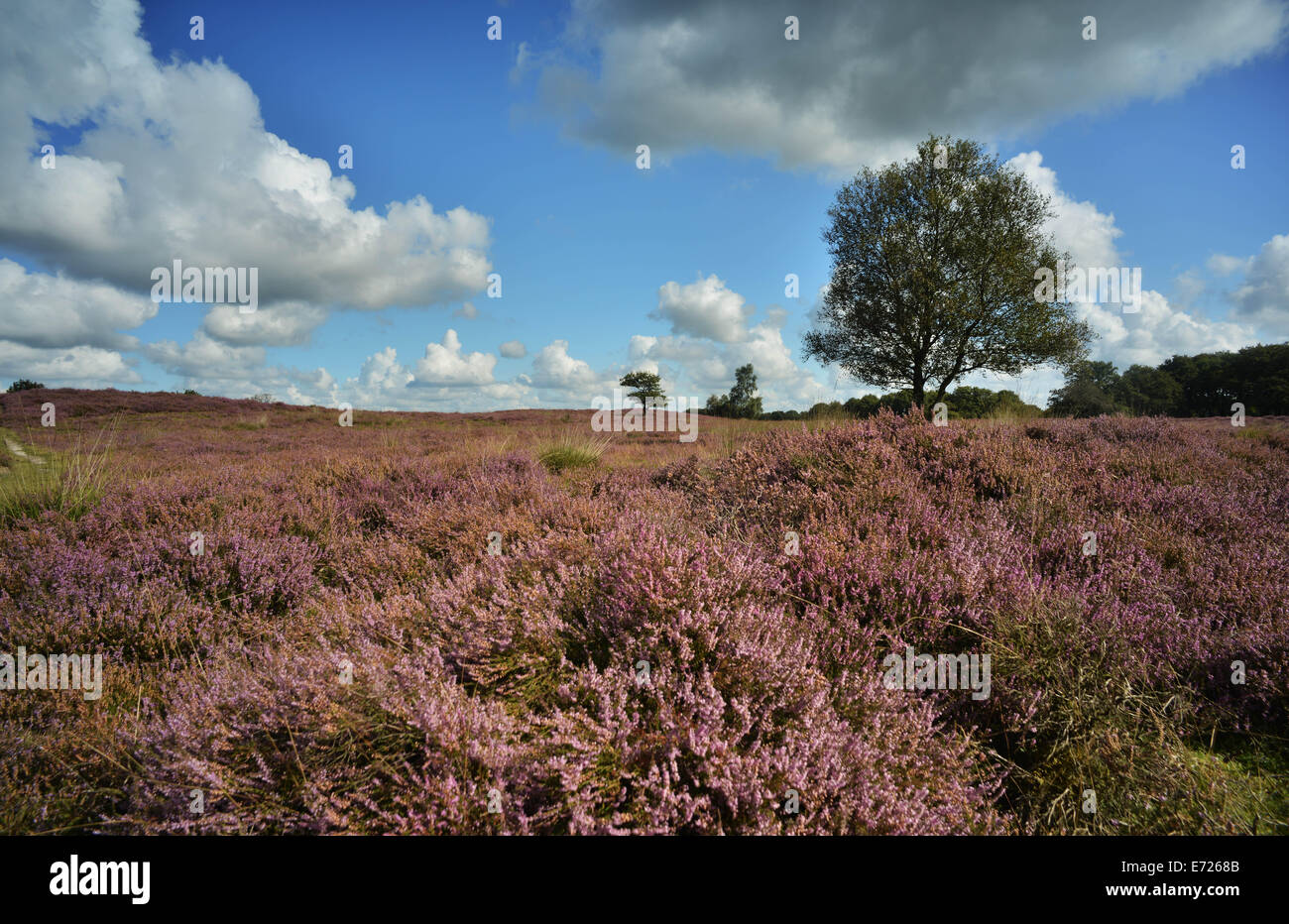 The landscape in the province Drenthe is a patchwork of heath, moor and ...