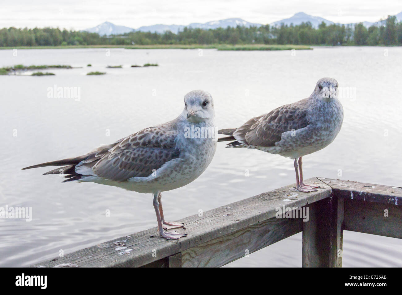 Young common gulls hi-res stock photography and images - Alamy