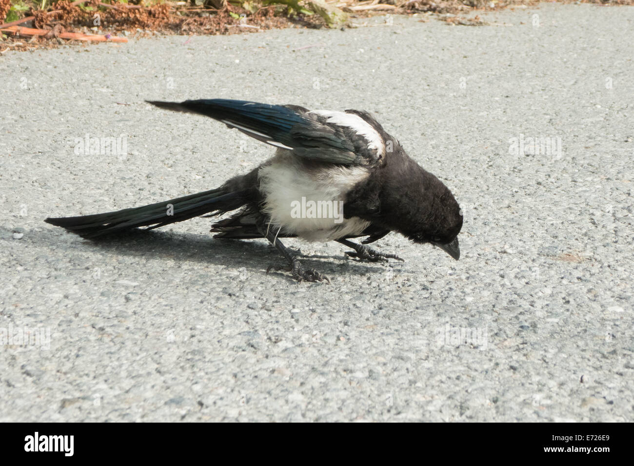 Magpie hurt by car, Pica pica Stock Photo - Alamy