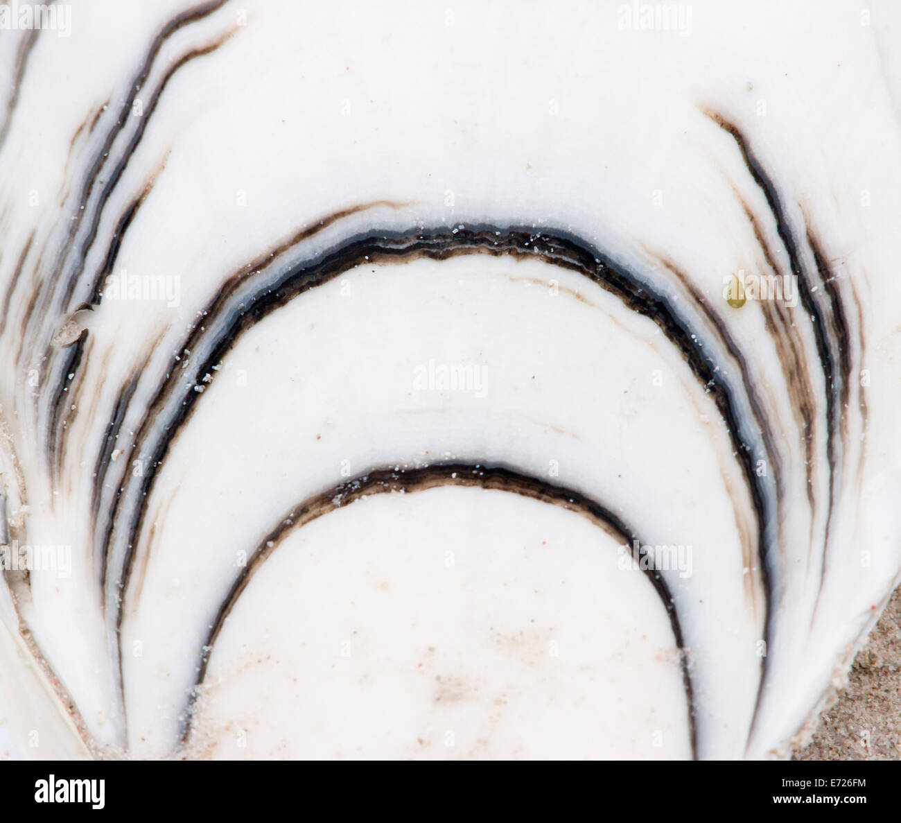 structures in cuttlebone Stock Photo - Alamy