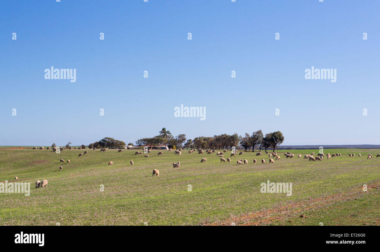 sheep farming in Australia Stock Photo - Alamy