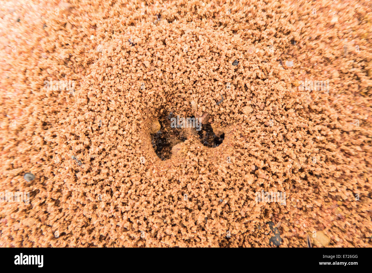 Entrance To Termites Nest Stock Photo - Alamy
