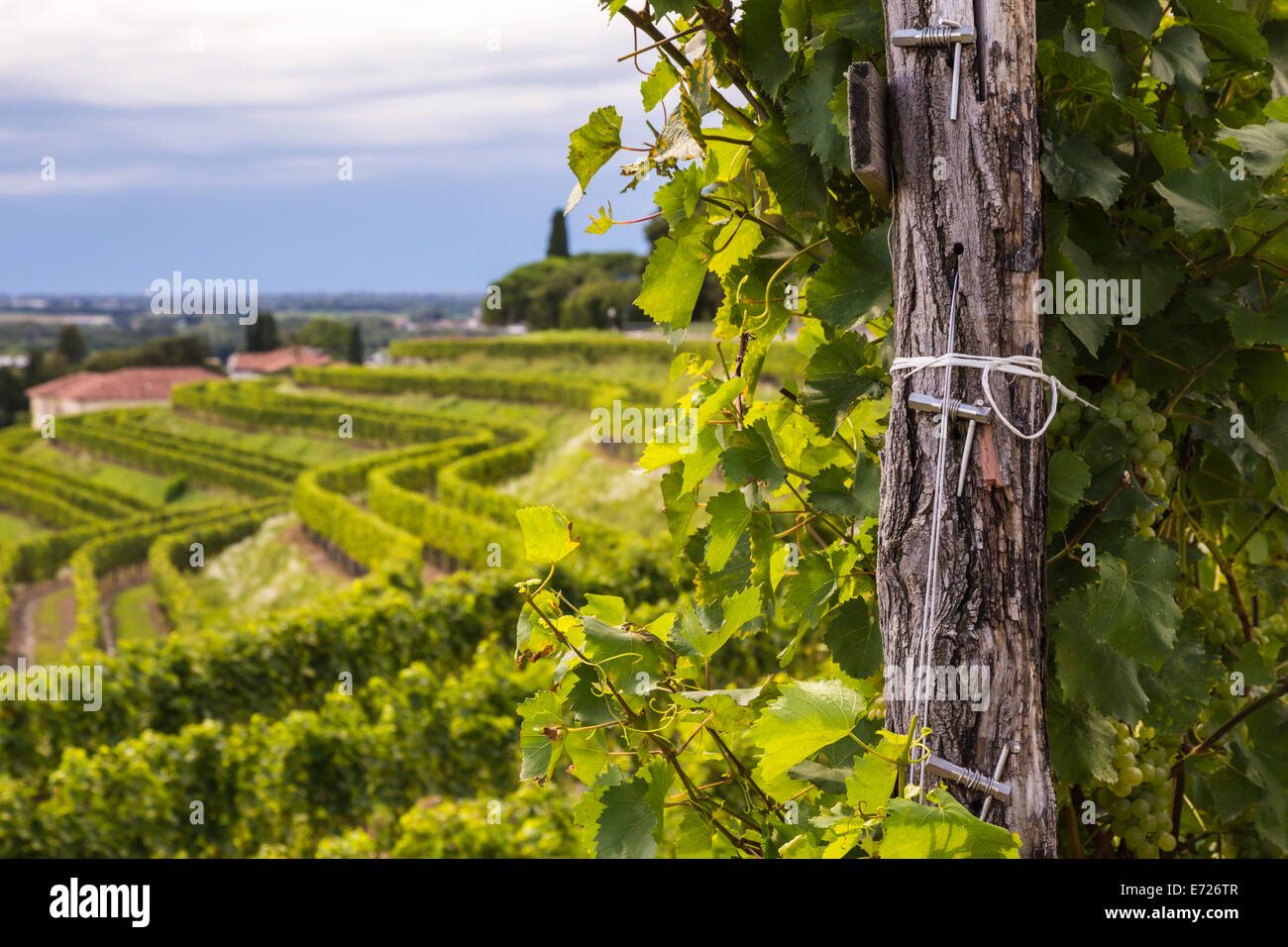 grapevine cultivation in the italian countryside in a stormy summer day ...