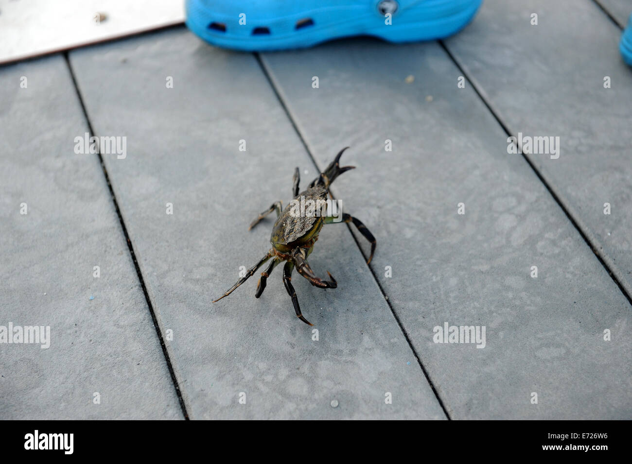 Crabs caught with a crabbing line on a pontoon in Fowey, Cornwall Stock ...