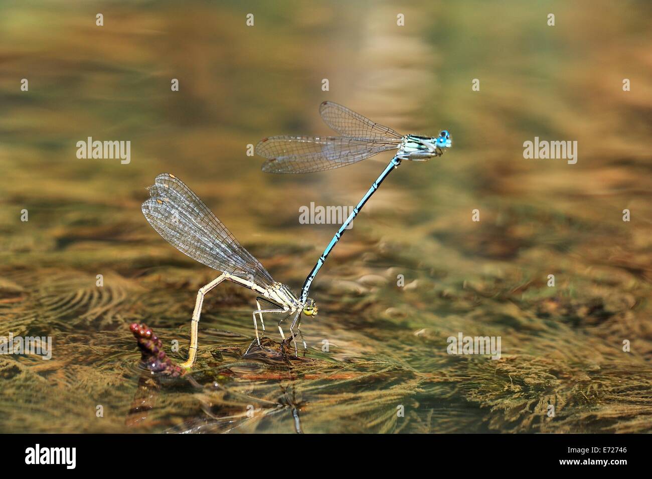 white-legged damselfly couple Stock Photo - Alamy