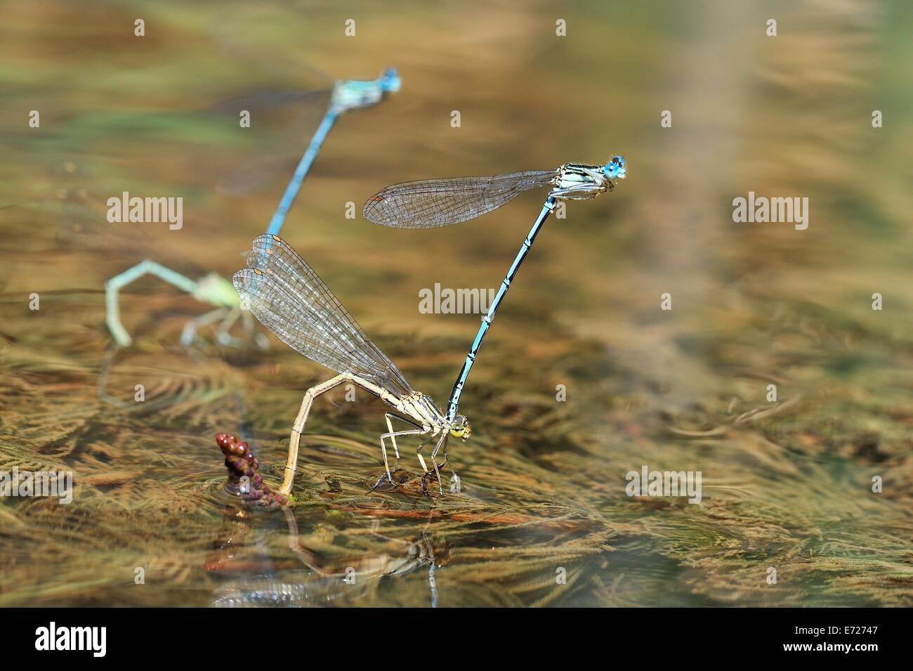 white-legged damselflies mating Stock Photo - Alamy
