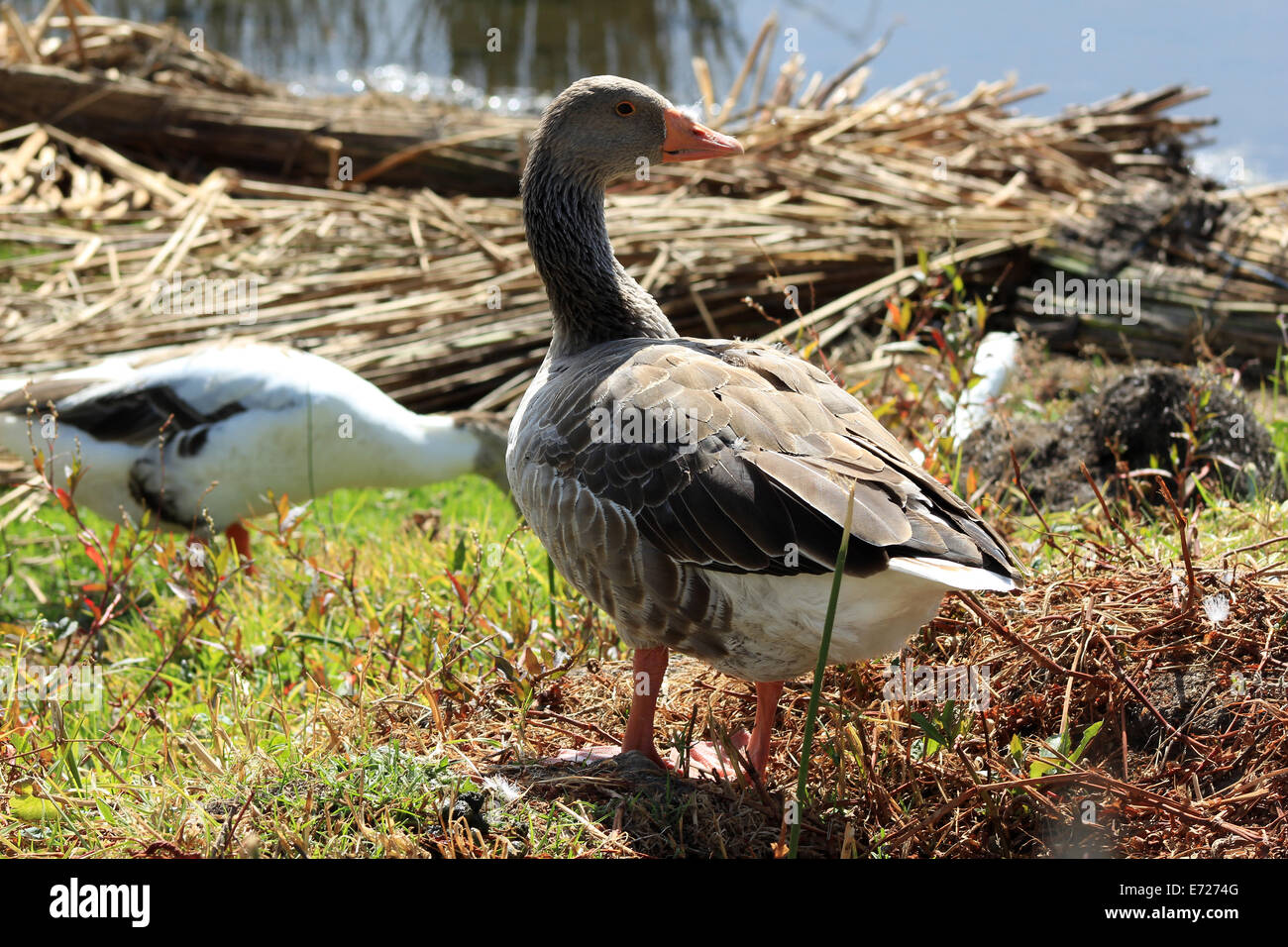 A wild goose standing on plants next to Lake San Pablo in San Pablo ...