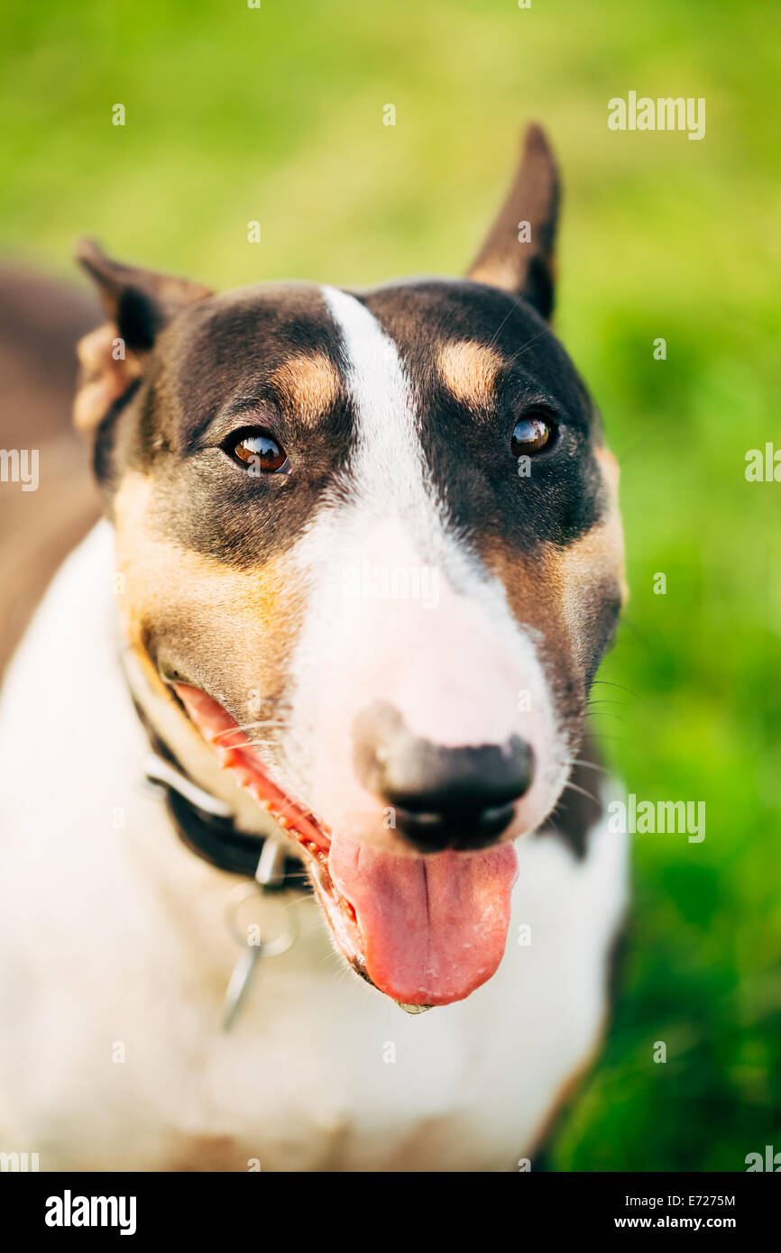Brindle bullterrier hi-res stock photography and images - Alamy