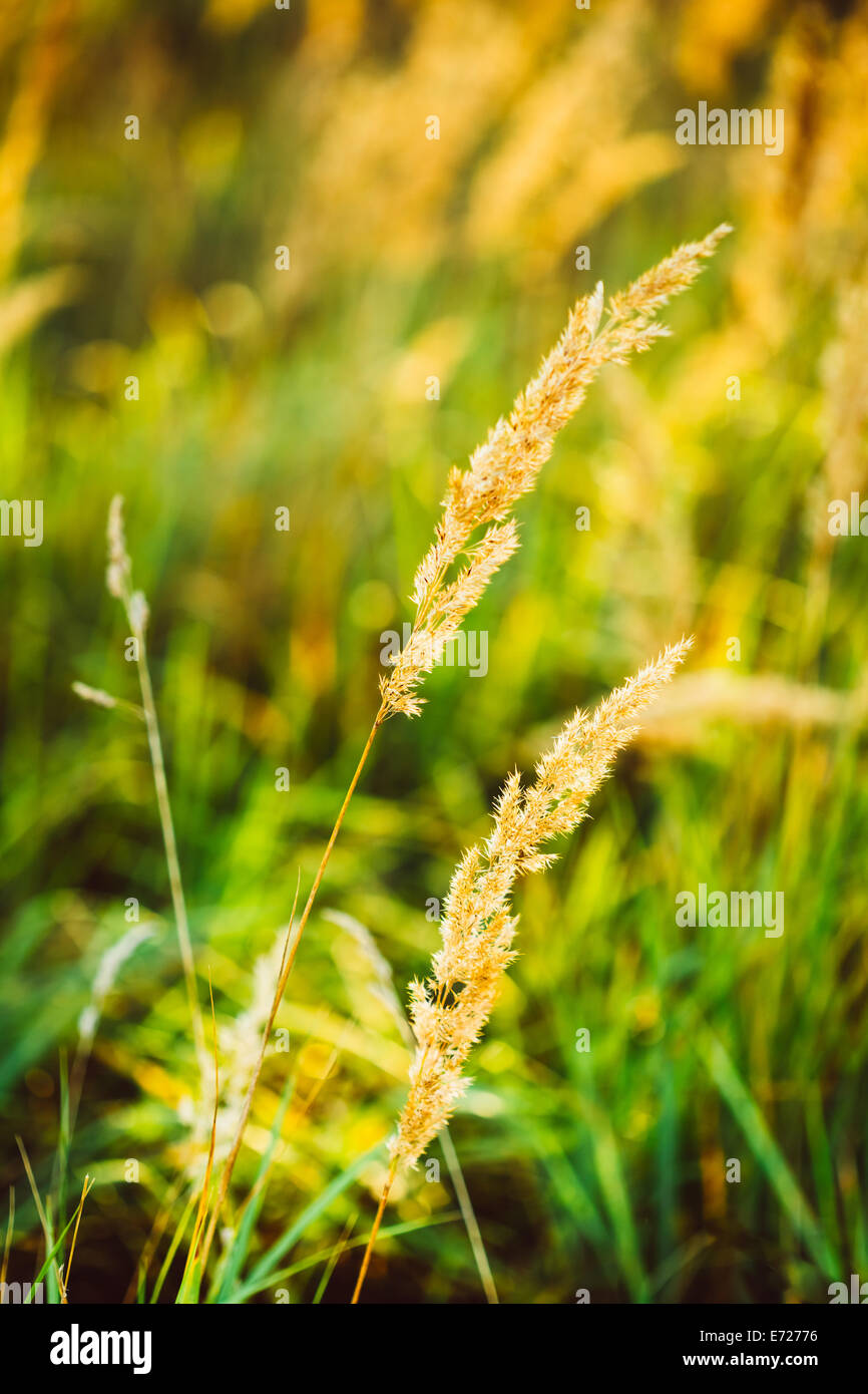Dry Green Grass Field In Sunset Sunlight. Beautiful Yellow Sunrise ...