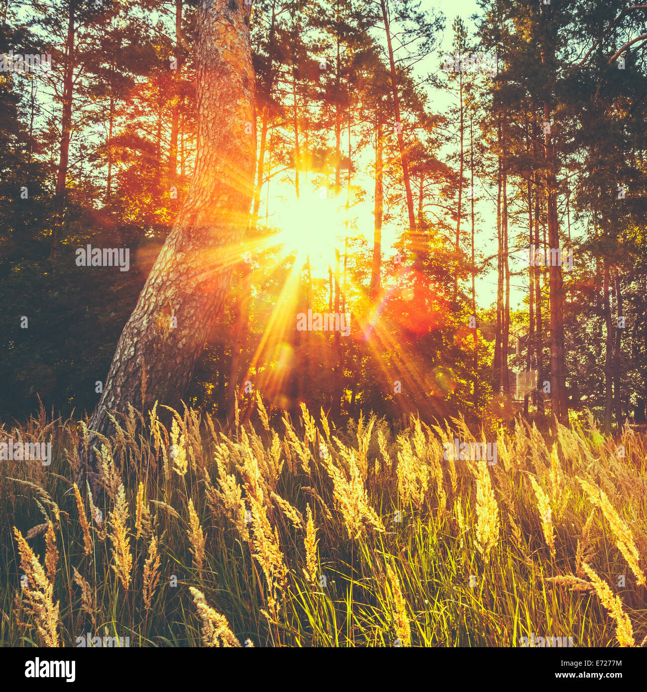 Dry Red Grass Field In Sunset Sunlight. Beautiful Yellow Sunrise Light ...