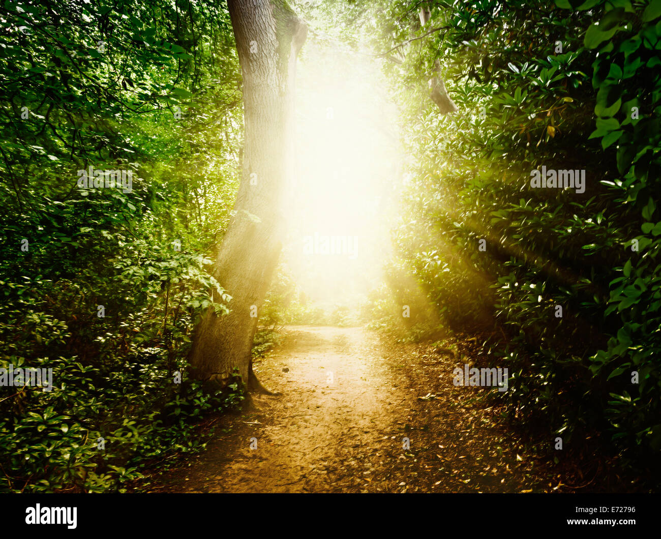 Forest path in the woods Stock Photo - Alamy
