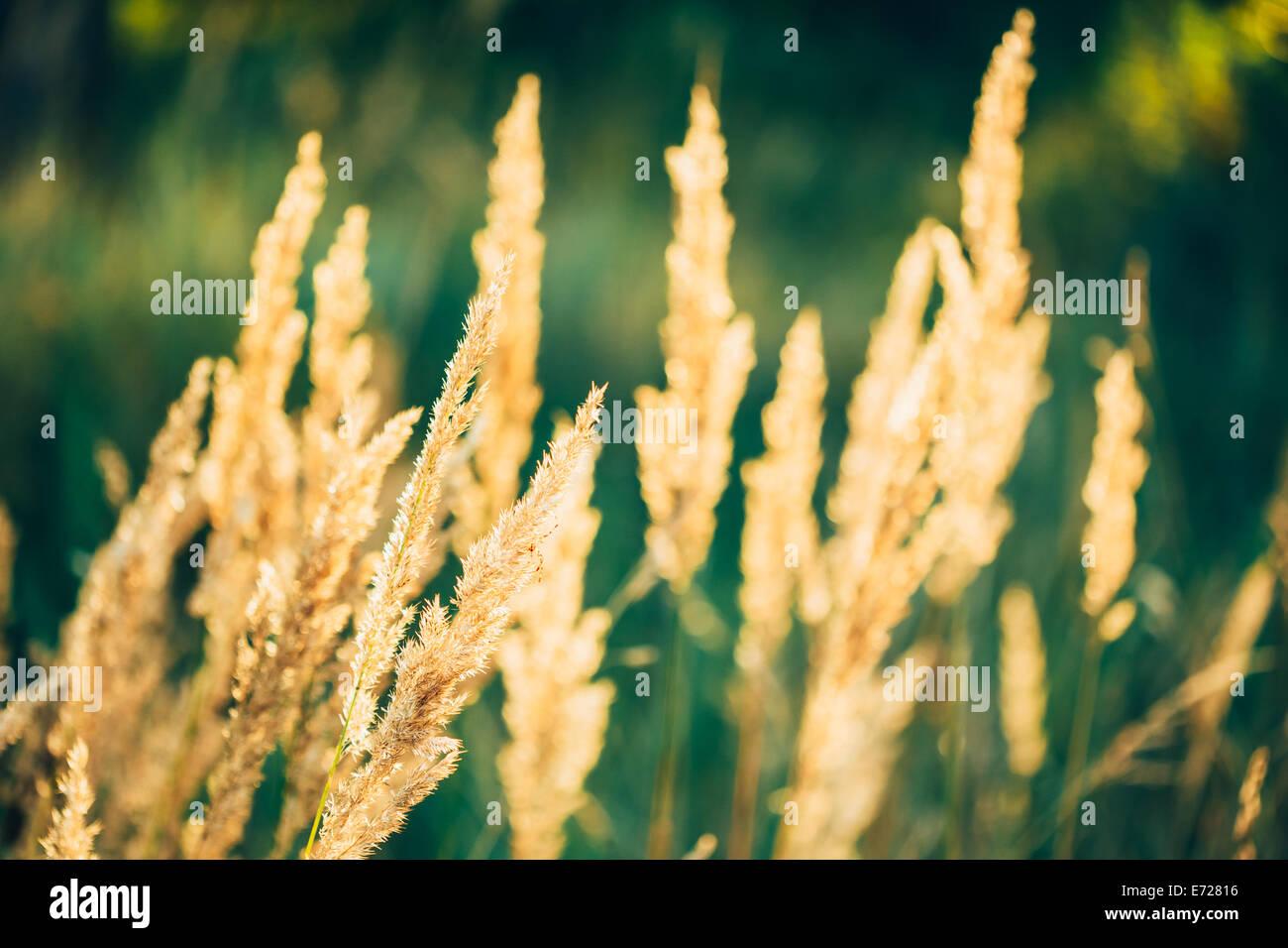 Dry Green Grass Field In Sunset Sunlight. Beautiful Yellow Sunrise ...