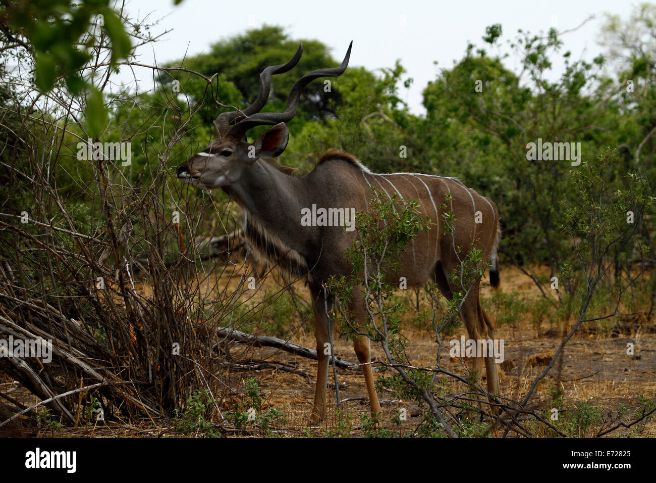 Greater Kudu Bull in Moremi National Park, stunning elegant large wild ...