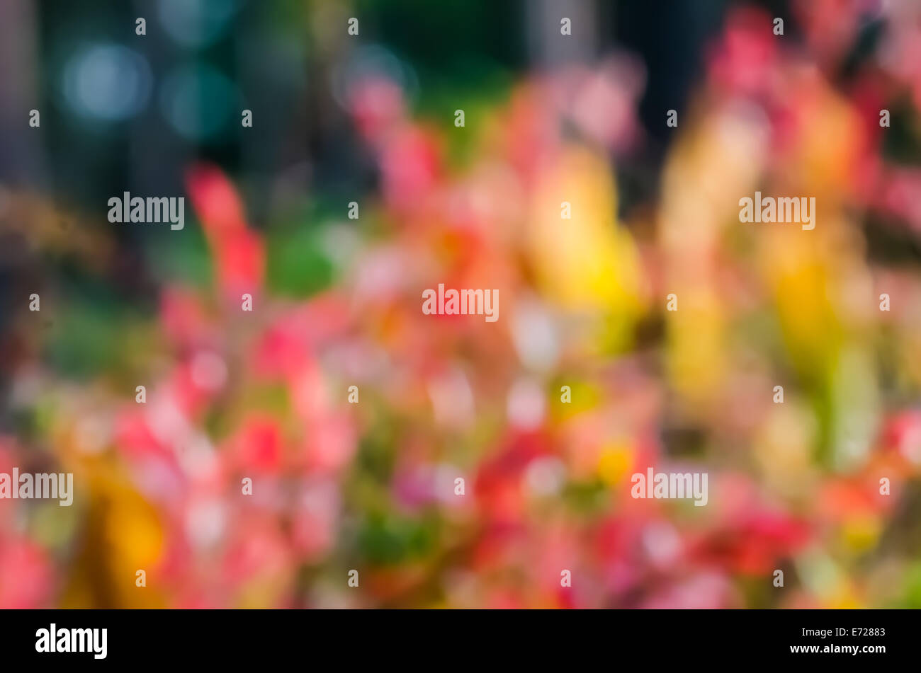 autumn forest colors defocused background Stock Photo - Alamy