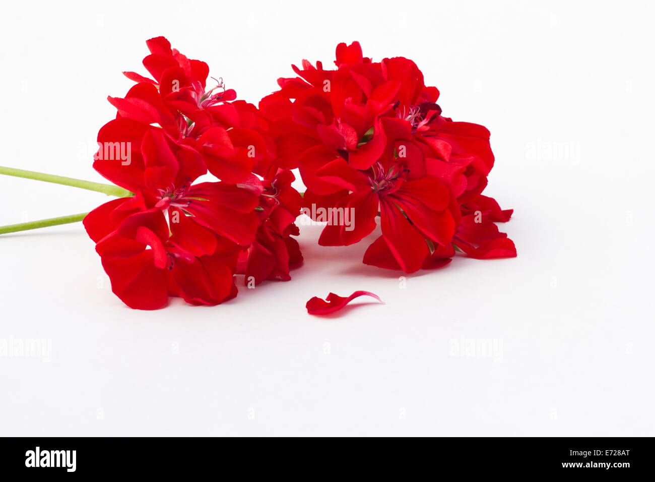 Red geranium on white background Stock Photo - Alamy
