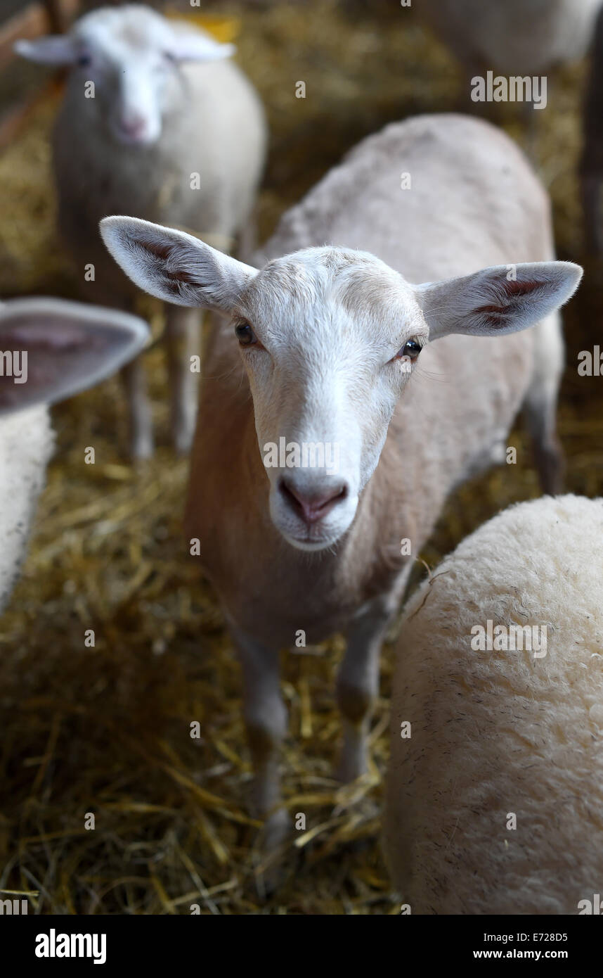 Goettingen, Germany. 27th Aug, 2014. A six months old hybrid of sheep ...