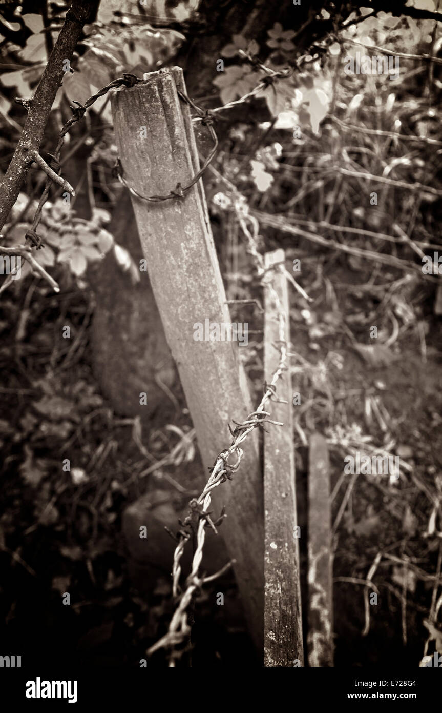 Old collapsing barbed wire fence Stock Photo - Alamy