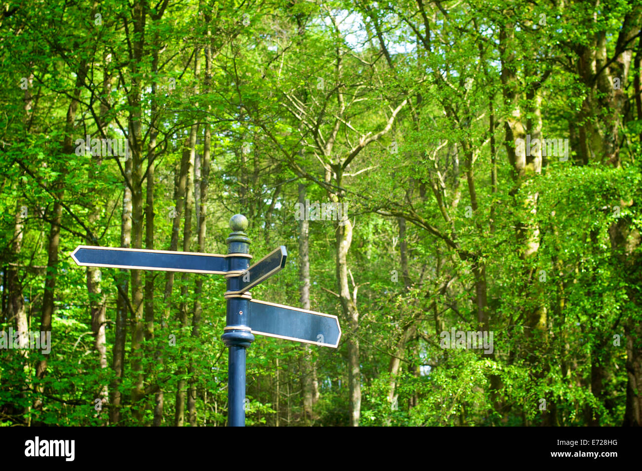 Direction sign in middle of forest with destinations removed Stock ...