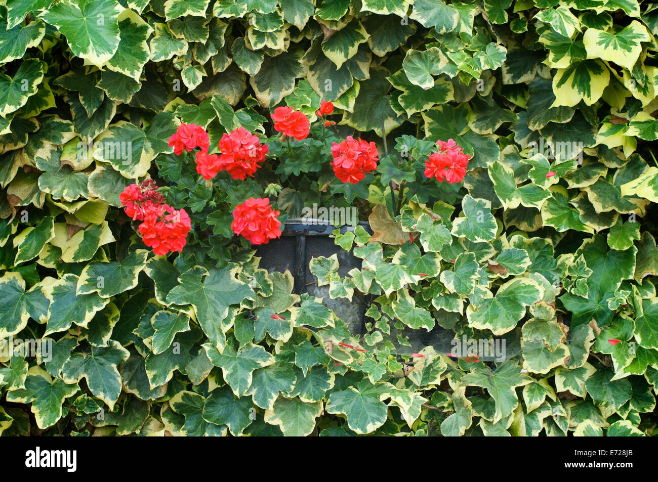 Red flowers amongst ivy Stock Photo - Alamy
