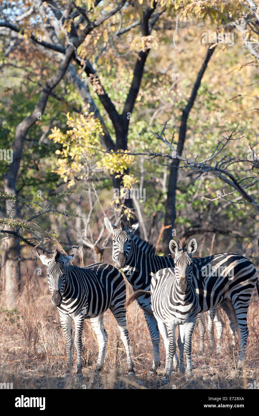 Three Zebra stand in a group Stock Photo - Alamy