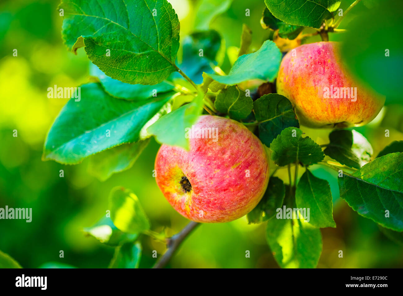 Domestic apple tree hi-res stock photography and images - Alamy