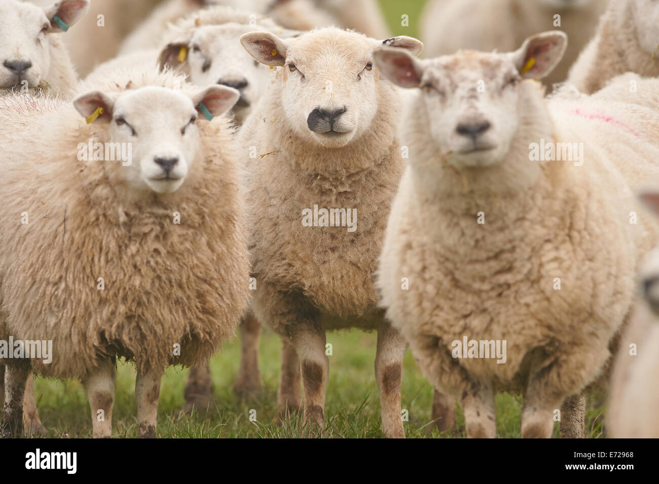 Sheep staring at camera hi-res stock photography and images - Alamy