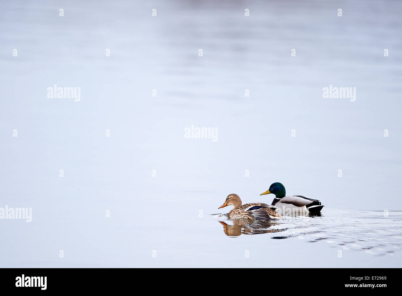 Duck paddling hi-res stock photography and images - Alamy