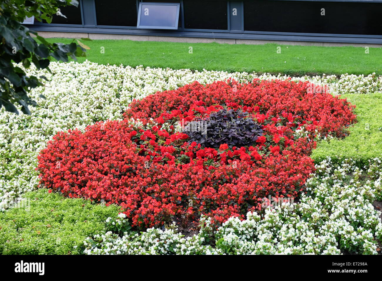 a poppy made from flowers to commemorate the start of ww1 Stock Photo ...