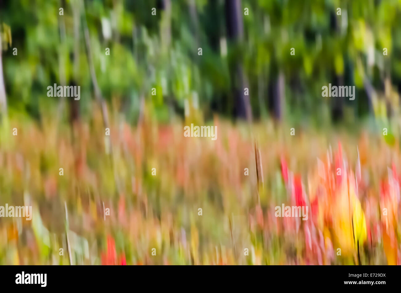 autumn forest colors defocused background Stock Photo - Alamy