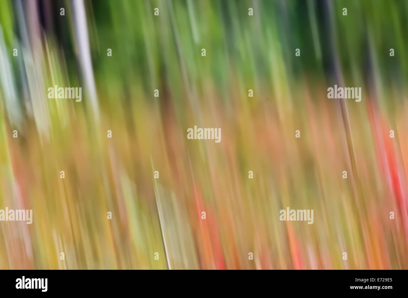 autumn forest colors defocused background Stock Photo - Alamy