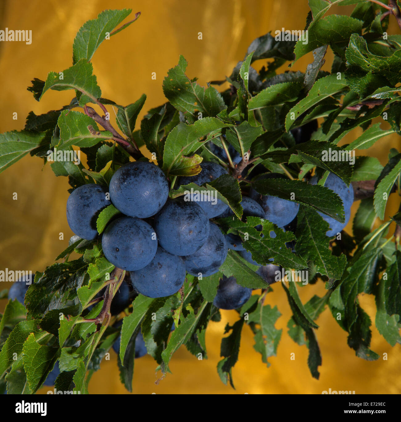 Blackthorn prunus spinosa fruits sloes hi-res stock photography and ...