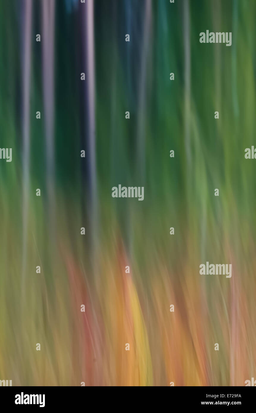 autumn forest colors defocused background Stock Photo - Alamy