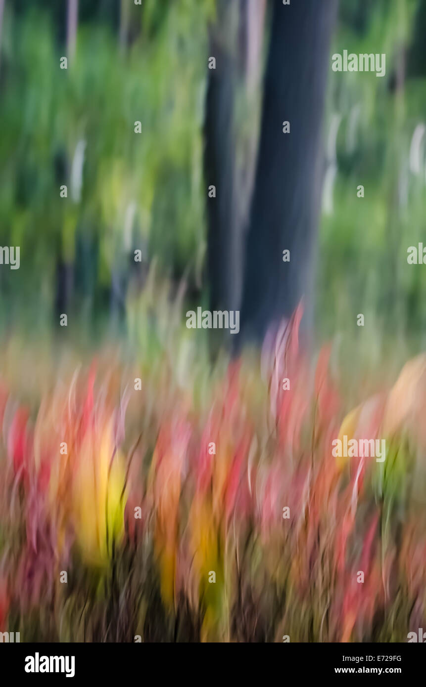 autumn forest colors defocused background Stock Photo - Alamy