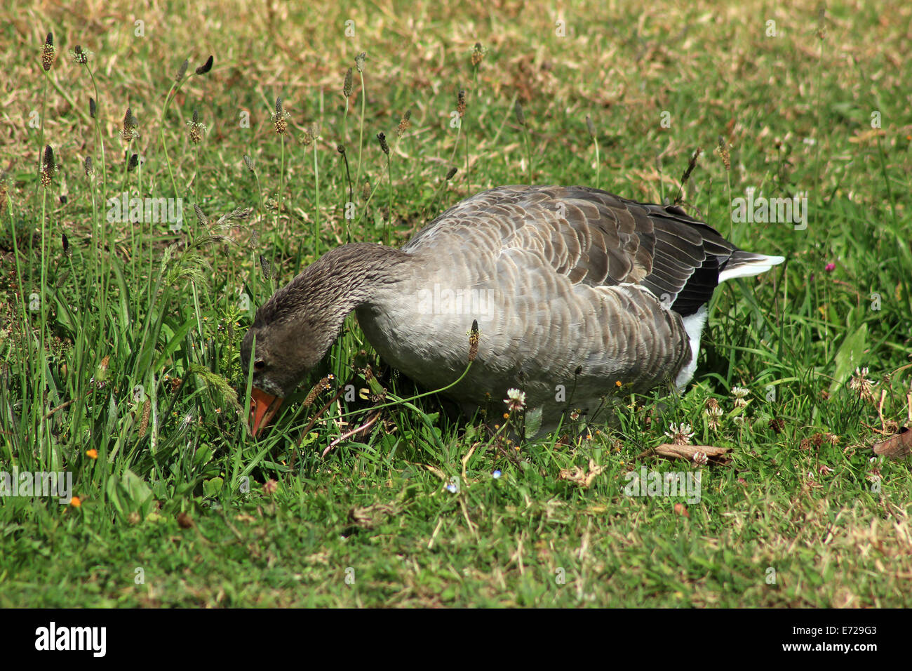 A domesticated goose in a field of grass on a farm in Cotacachi ...