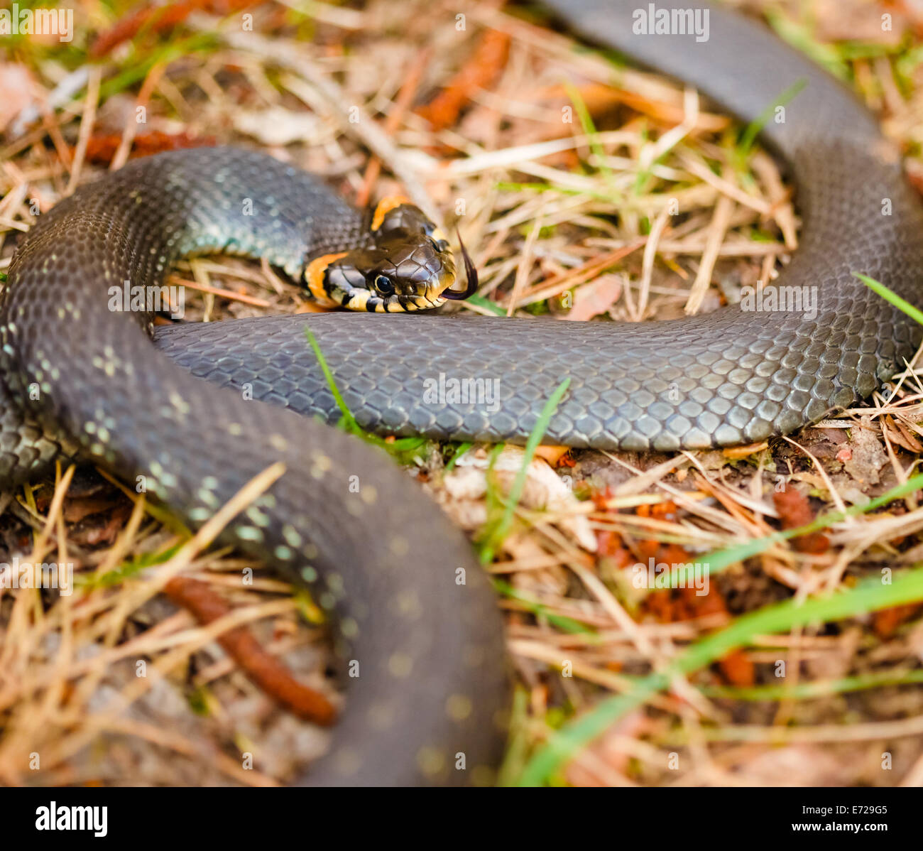 Grass Snake (Natrix natrix) adder head raising defensiveness in forest ...