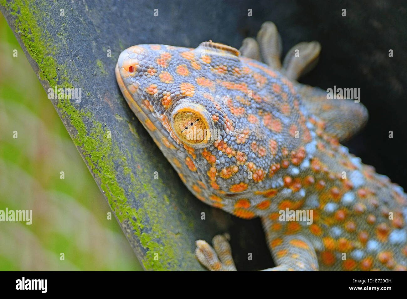 Lizard face hi-res stock photography and images - Alamy