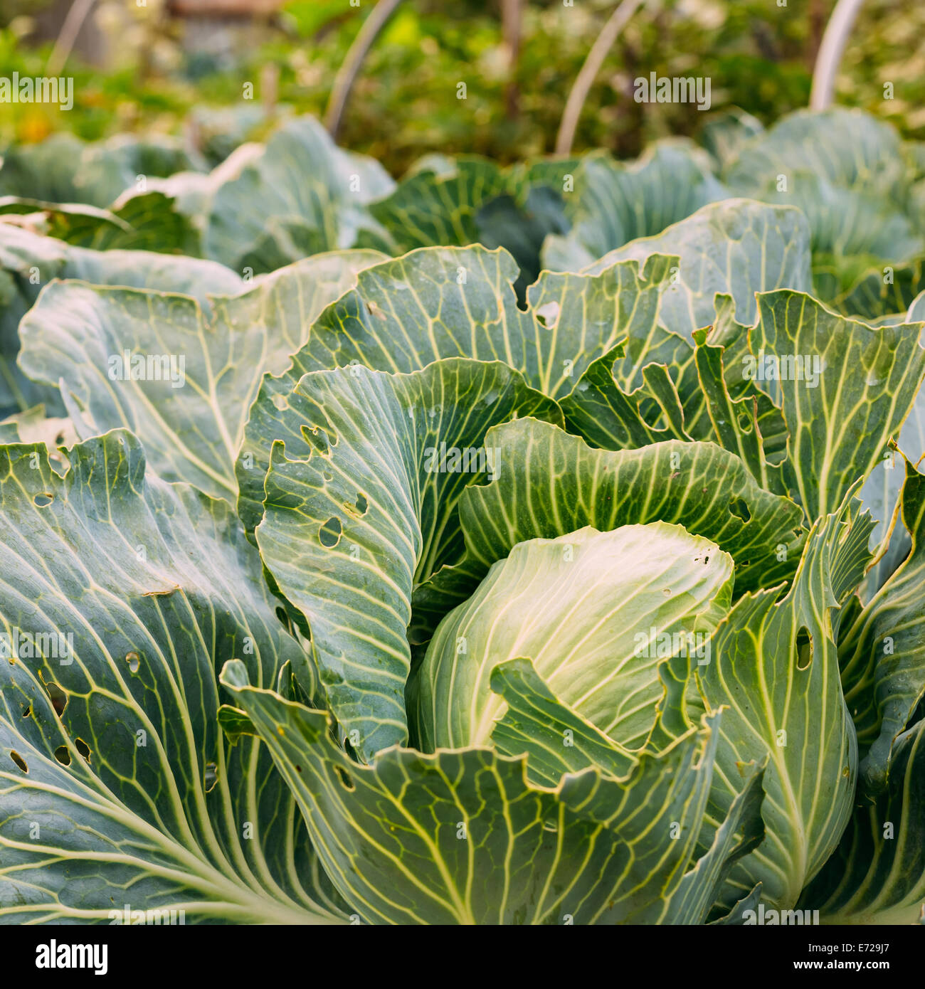 Cabbages harvested hi-res stock photography and images - Alamy