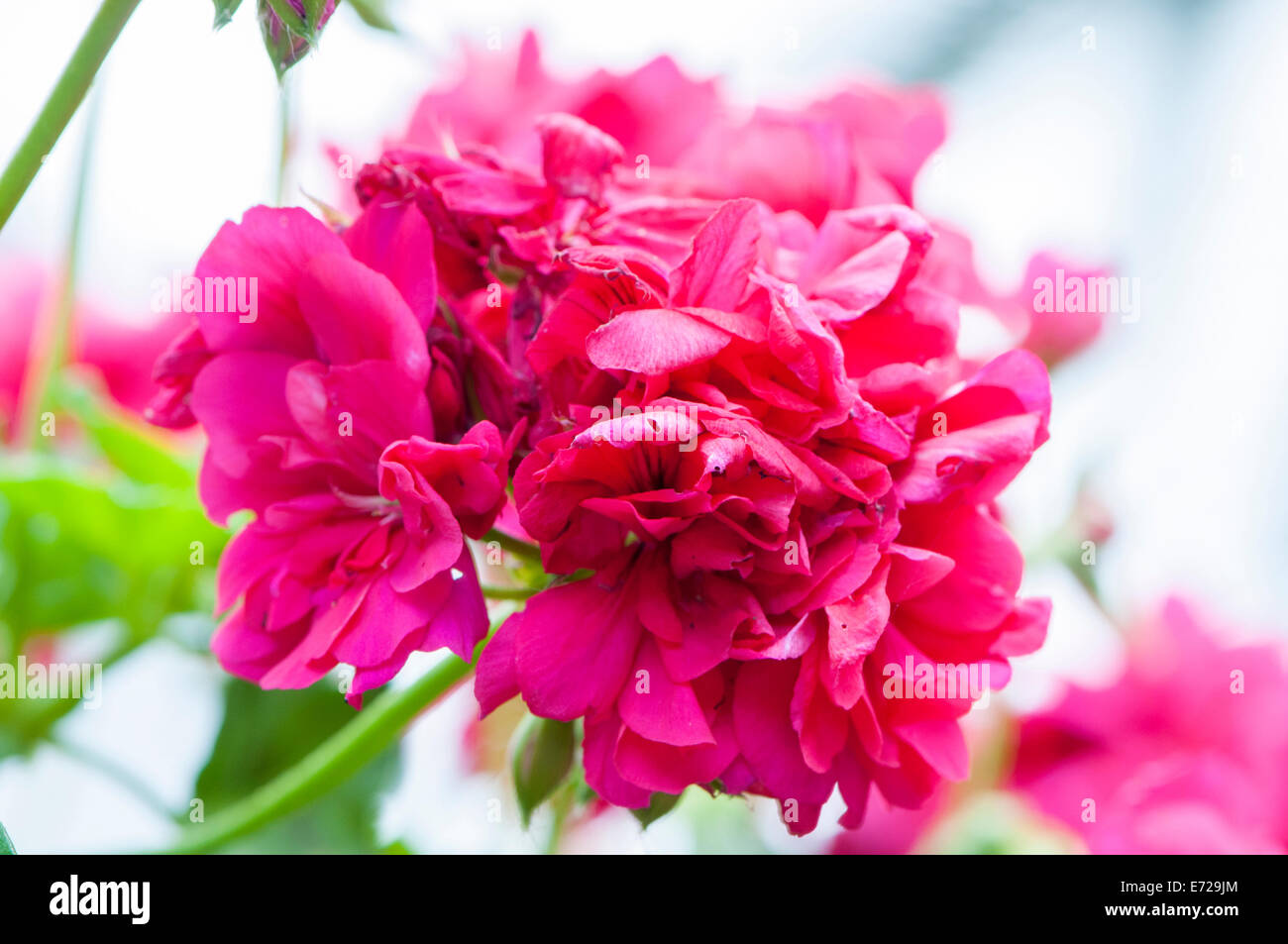 geranium red with thick stem Stock Photo - Alamy