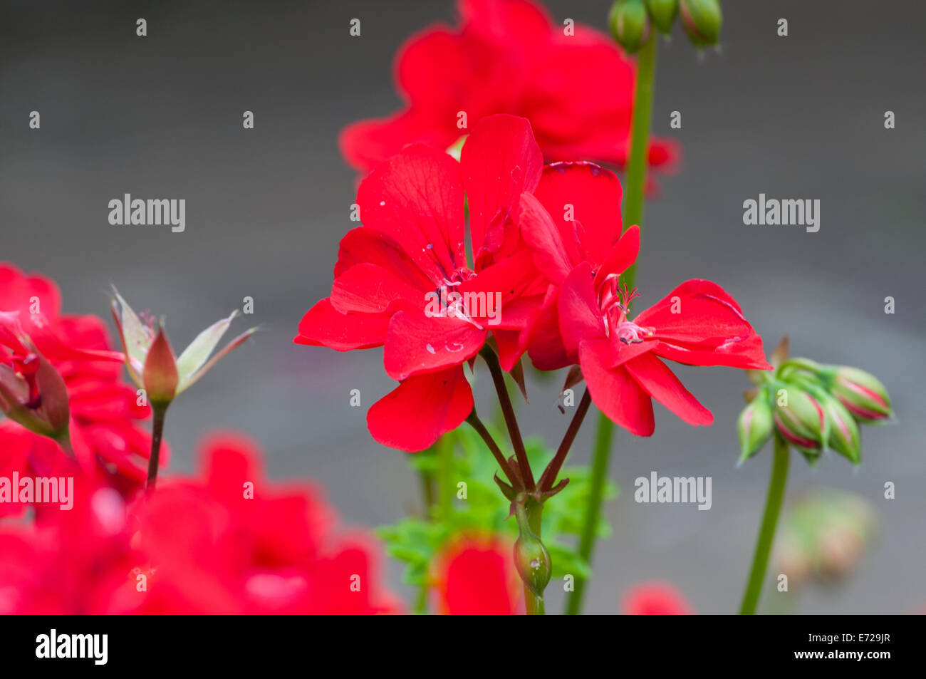 Color red flower in the middle of nature Stock Photo - Alamy