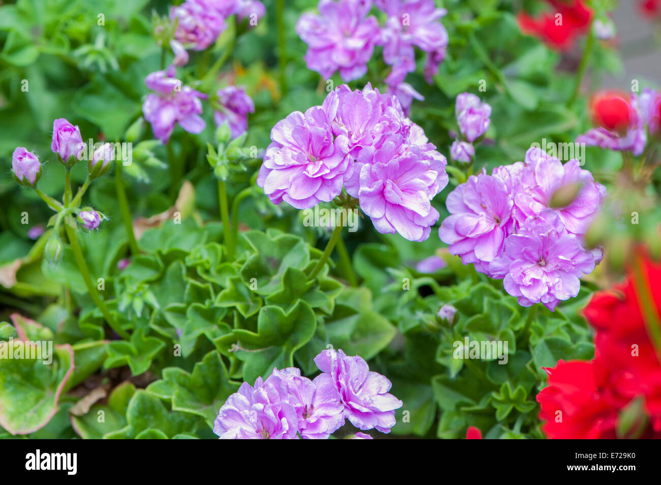 Color purple flower in the midst of nature Stock Photo - Alamy