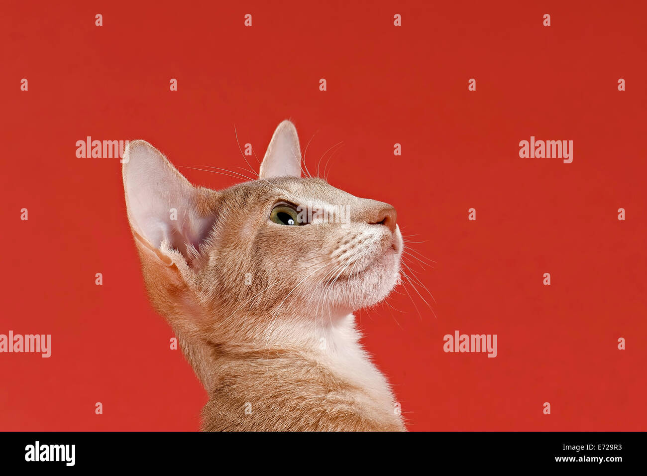 Ticked tabby hi-res stock photography and images - Alamy