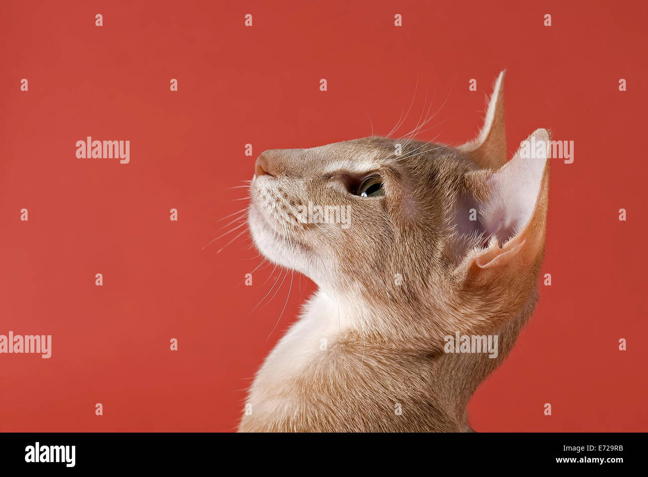 Oriental shorthair cat hi-res stock photography and images - Alamy